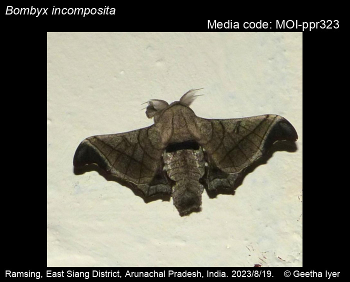 Bombyx incomposita (van Ecke, 1929) - | Moths